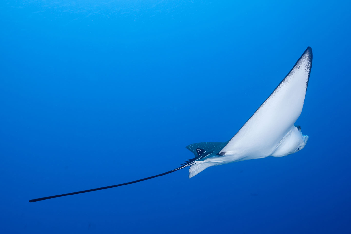 Komodo Diving Liveaboard Trip | Alpha World Diving