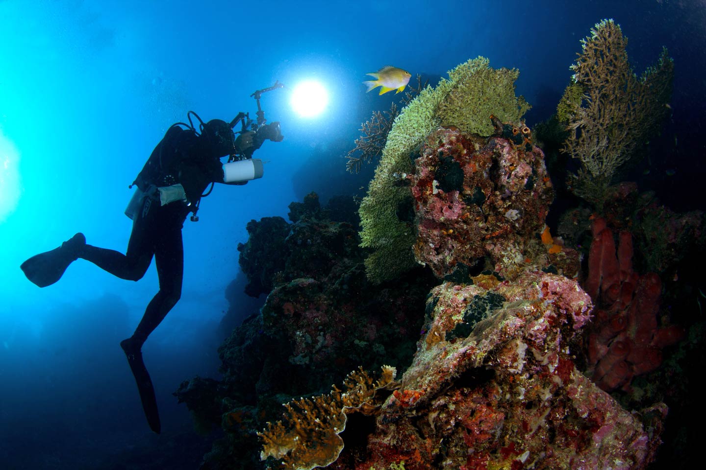Top Scuba Diving Sites In Bali | Alpha World Diving