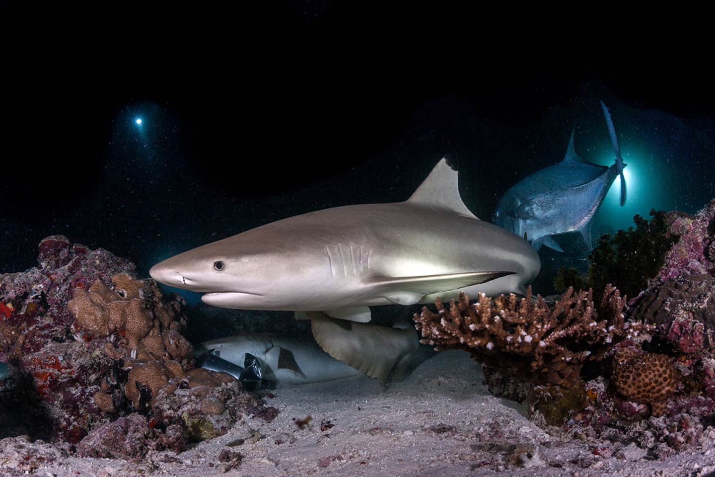 Bali Night Diver Specialty Courses | Alpha World Diving